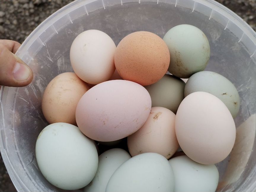 Инкубационное яйцо кур