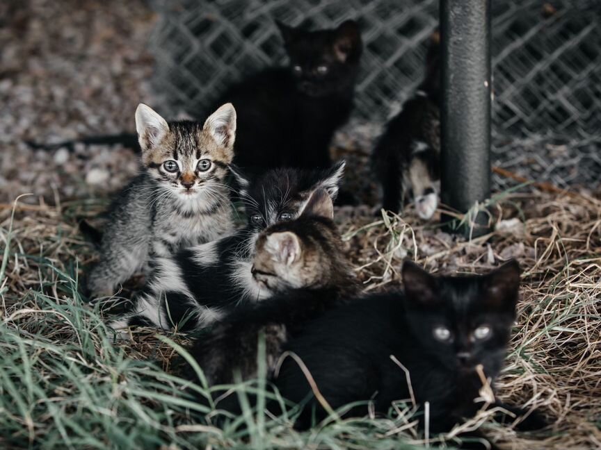 Котята в добрые руки