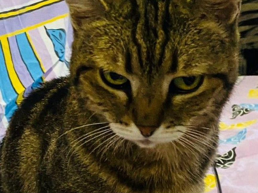 Возьмите старушку на доживания 13 лет кошке