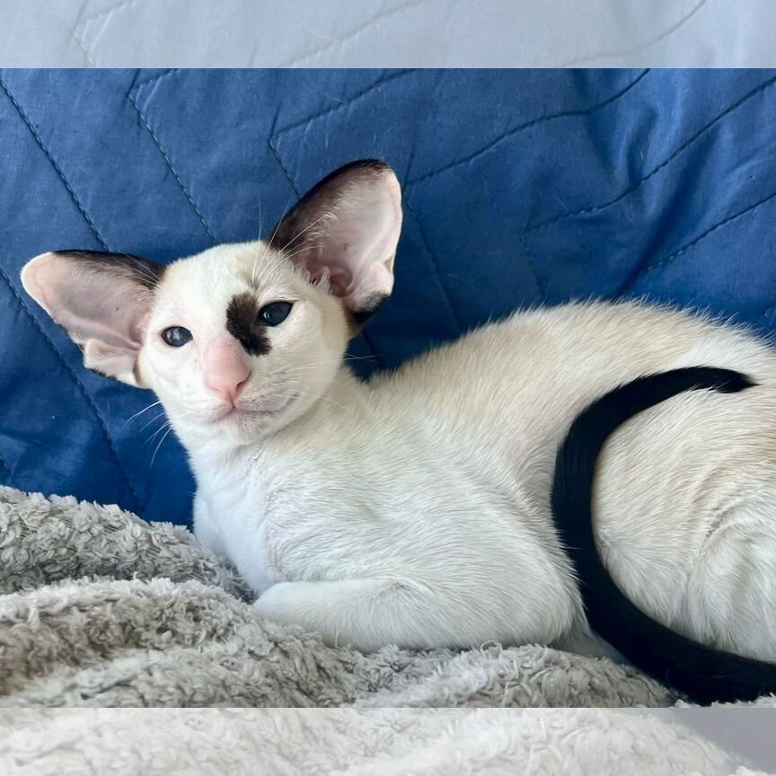 Кошечка эксклюзивный окрас