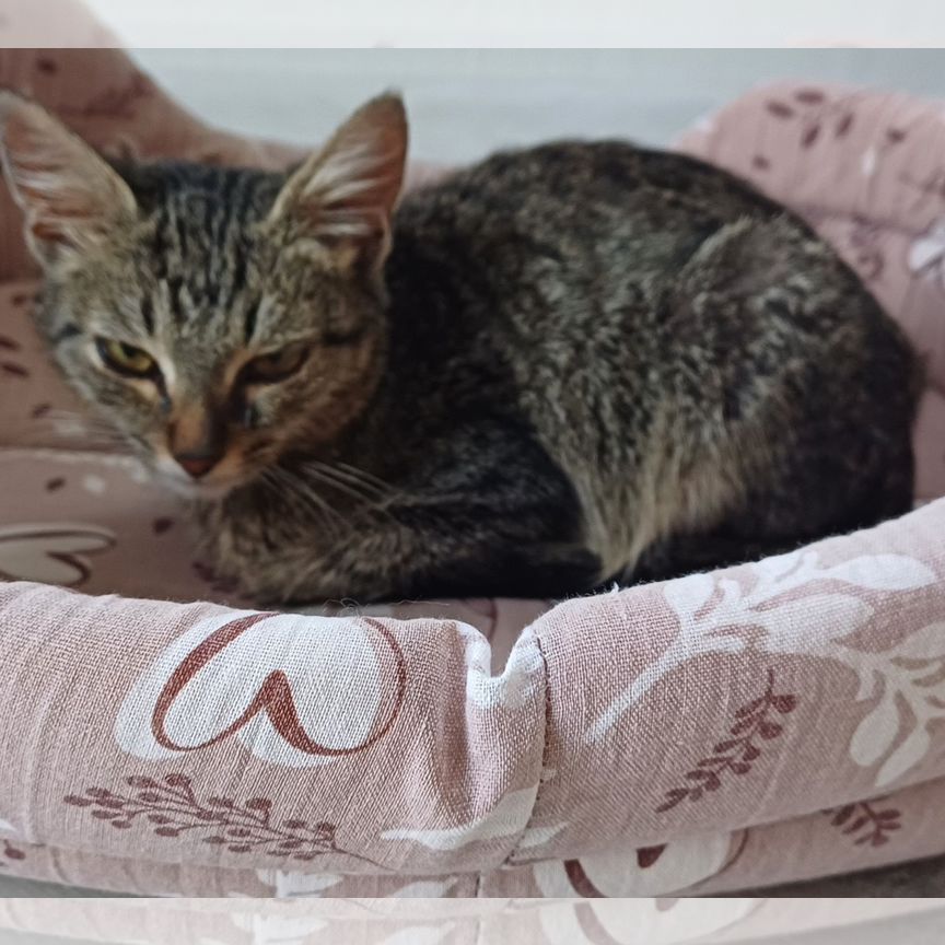 Котенок в дар бесплатно