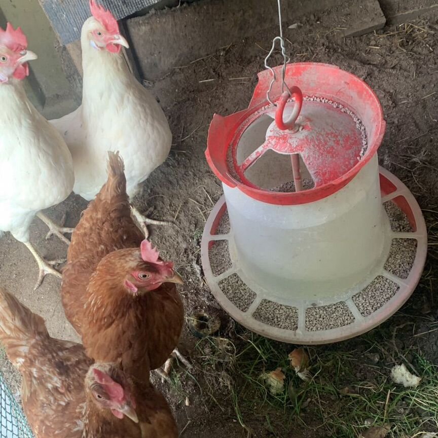 Куры несушки продам