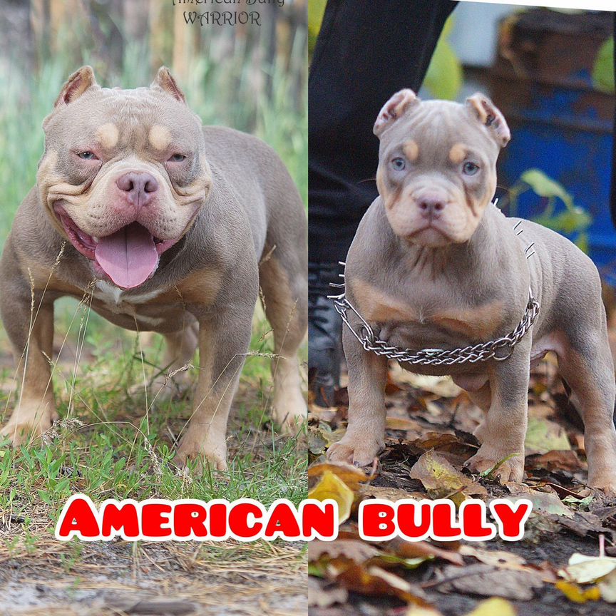Американский булли/питомник