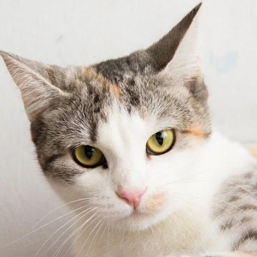 Хорошая кошечка Катюша