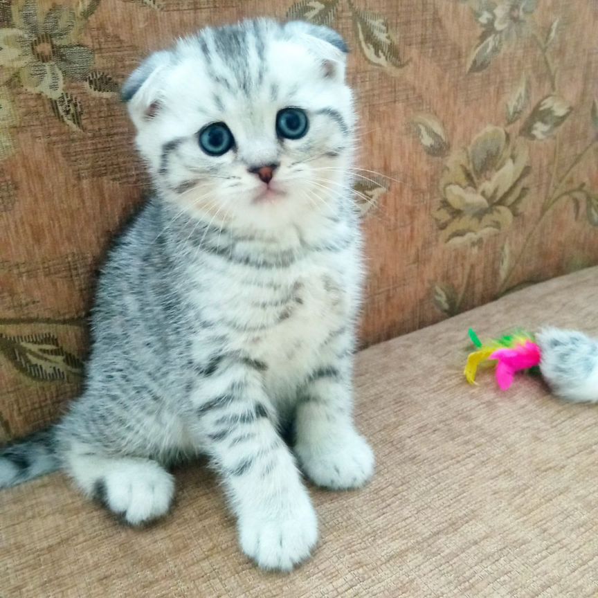Шотландский котëнок мальчик