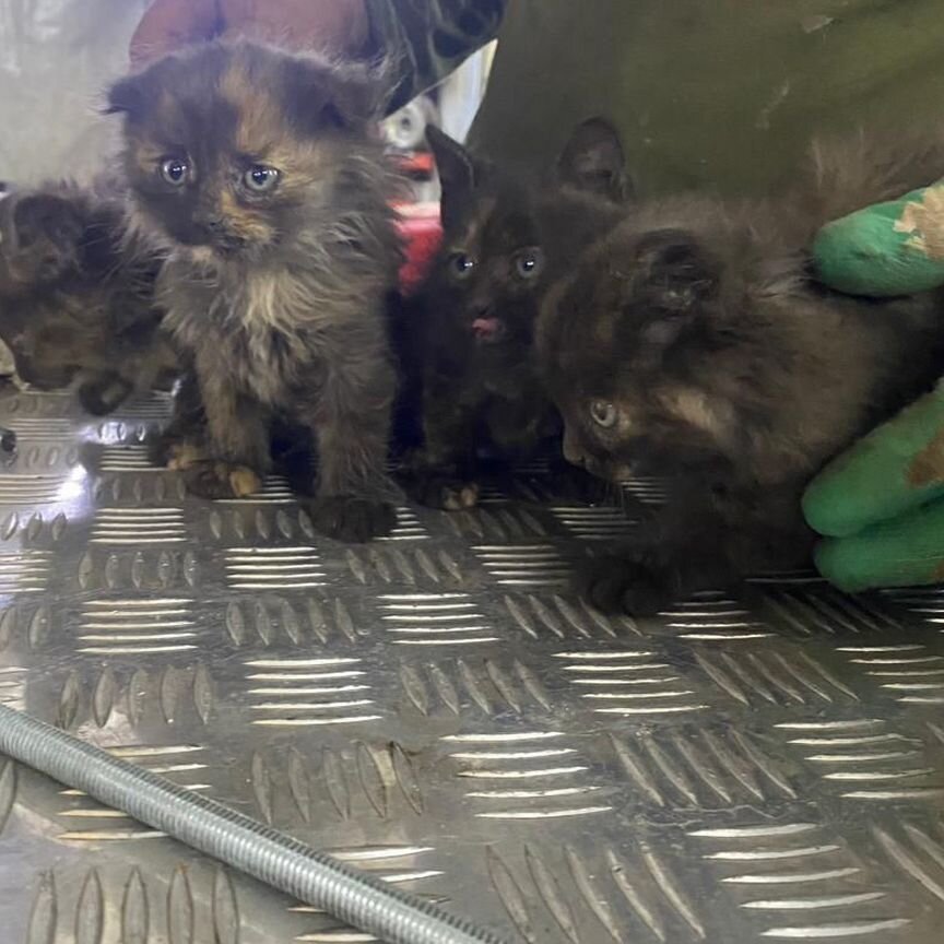 Отдам бесплатно котят