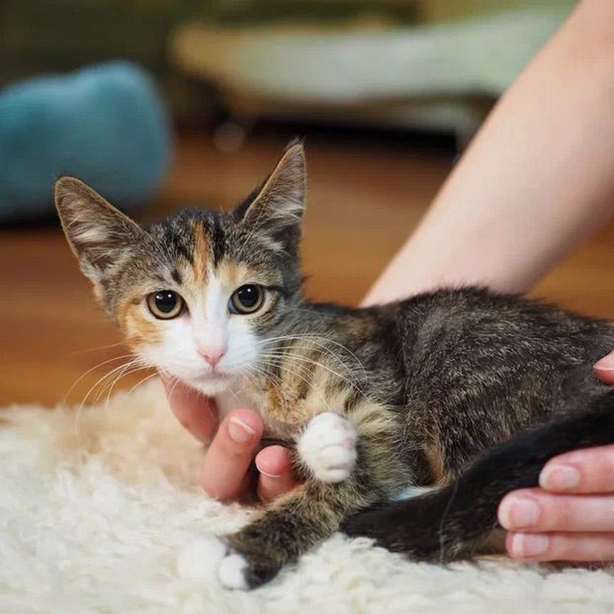 Котенок Майли ищет дом