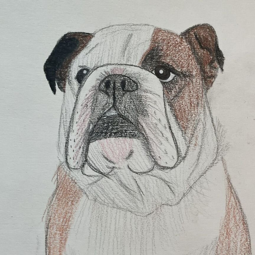 Рисую домашних питомцев