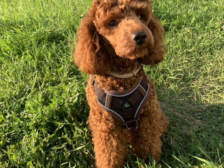 Вязка кобель пудель миниатюра