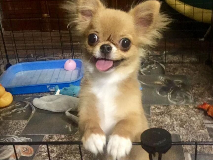 Шикарная Мини Девочка Чихуа