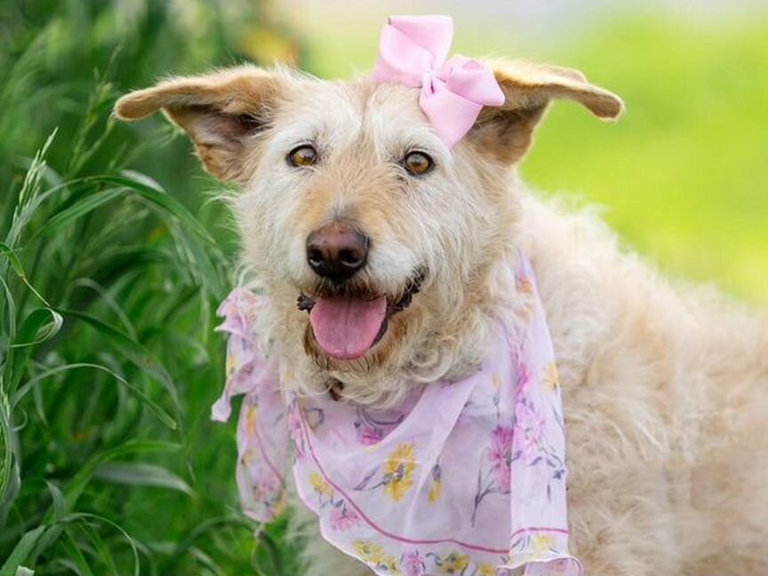 Тося любит всех и кошек, и собак