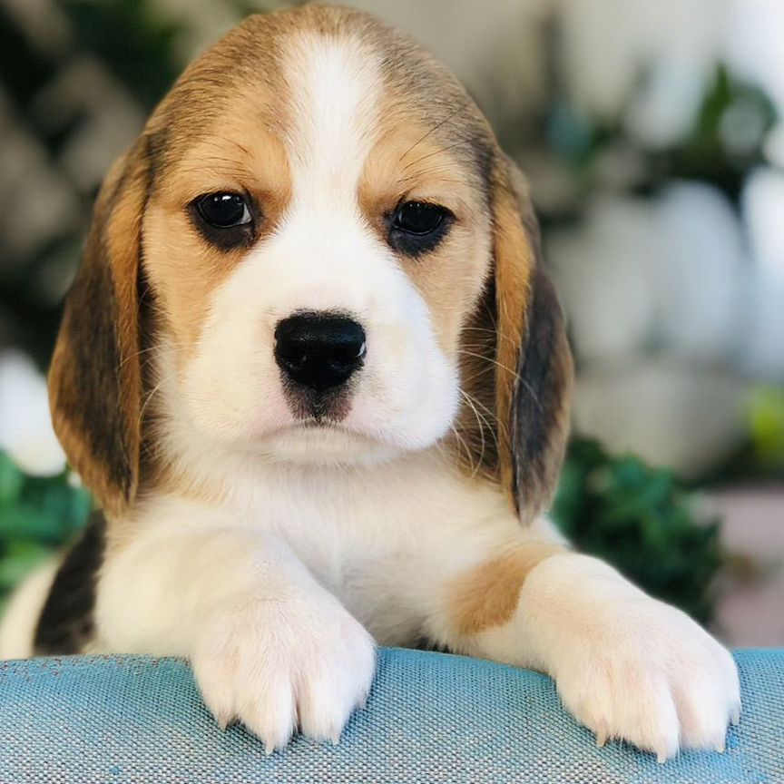 Бигль, щенок