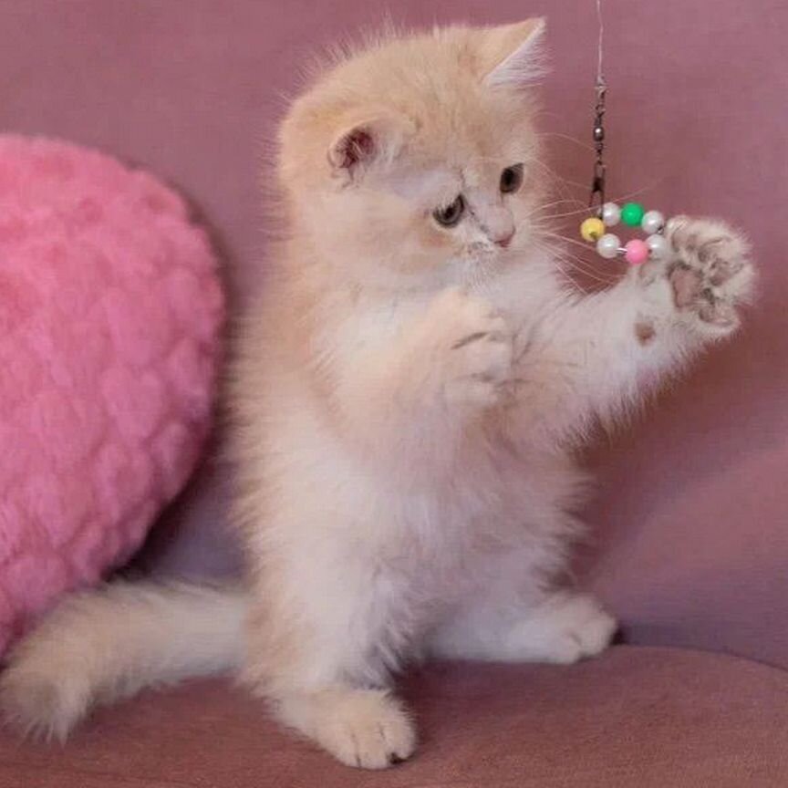 Британский короткошёрстный котёнок