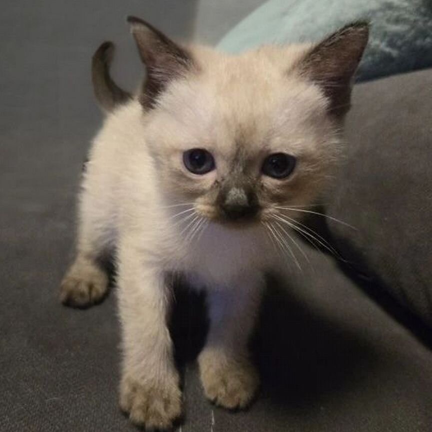 Меконгский бобтейл котёнок