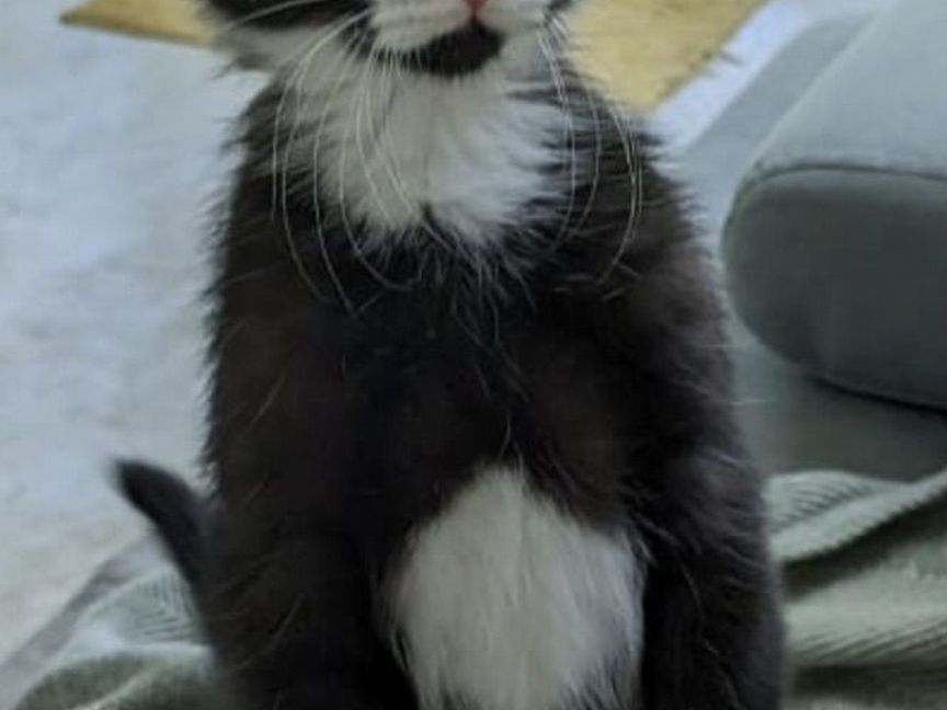 Комочки счастья