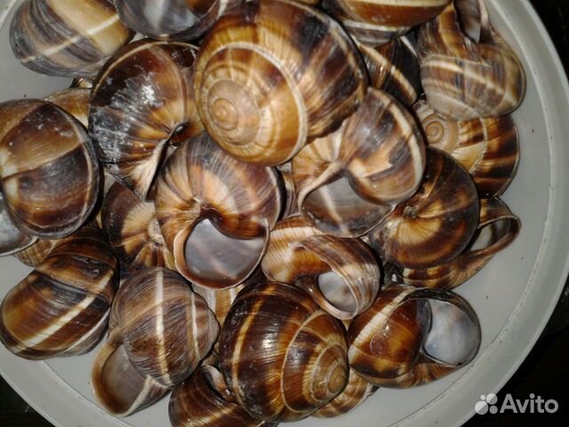 Раковины виноградных улиток