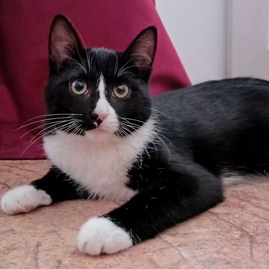 Котёнок в добрые руки