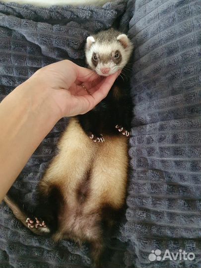 Хорек с вольером. Кастрирован