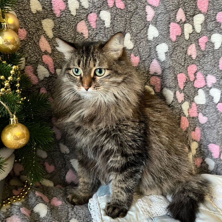 Кошечка ищет дом