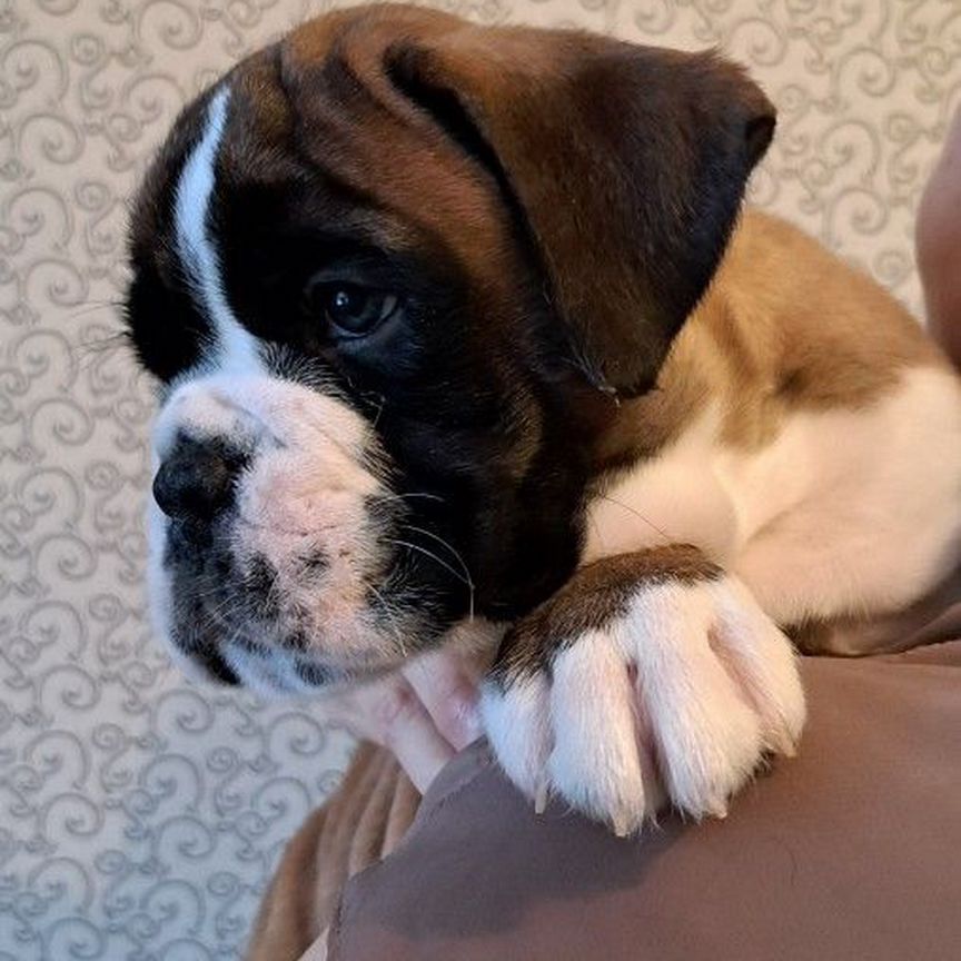 Щенки боксера мальчик