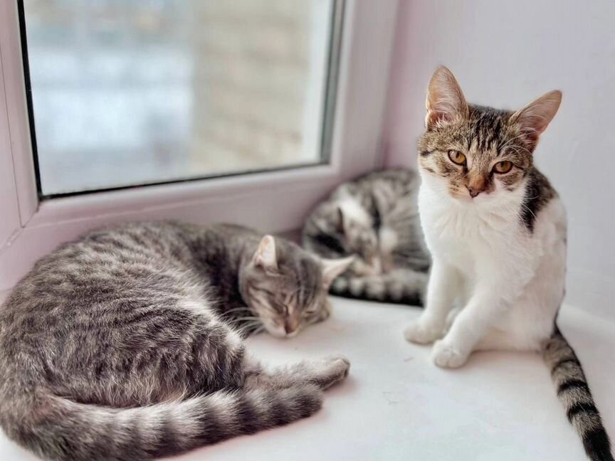 Женщине не нужны кошки