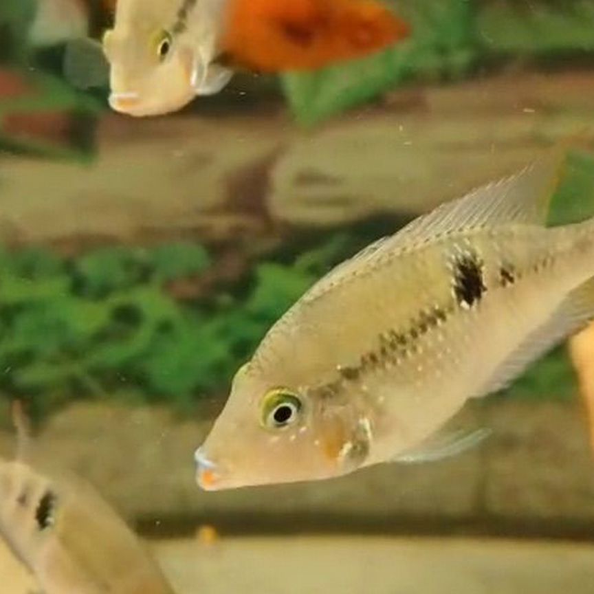 Цихлазома Меека