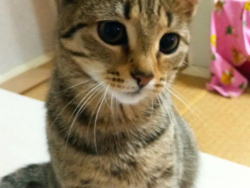 Кошка Настя в семью