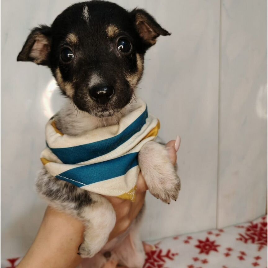 Щенок в добрые руки