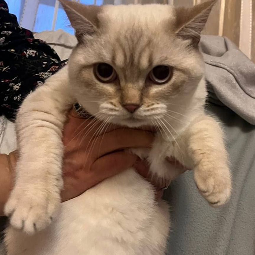 Шотландский вислоухий короткошёрстный котёнок