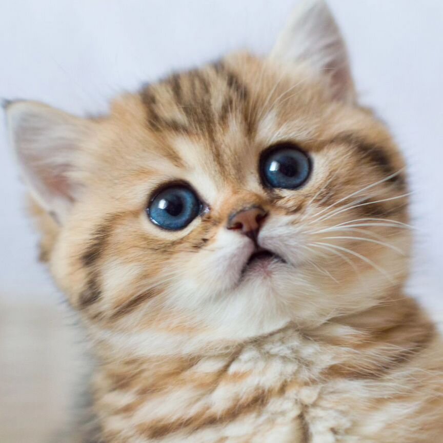 Шикарный мальчик scottish-straight ny24