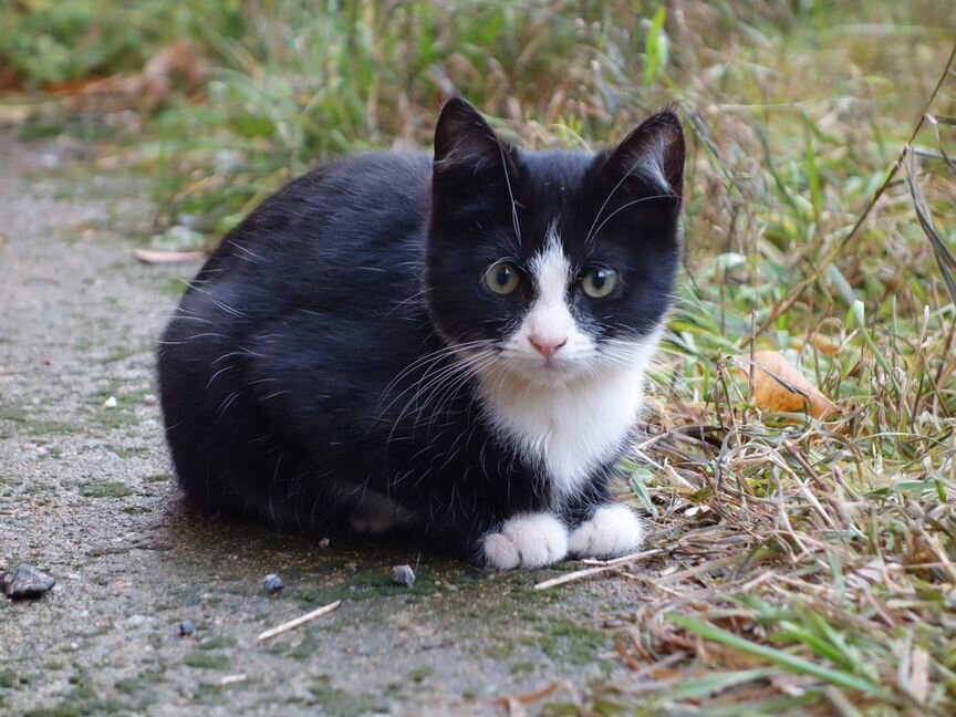 Маркизик 2 мес