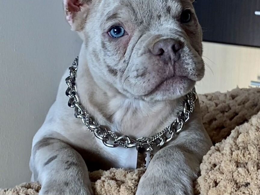 Американбулли