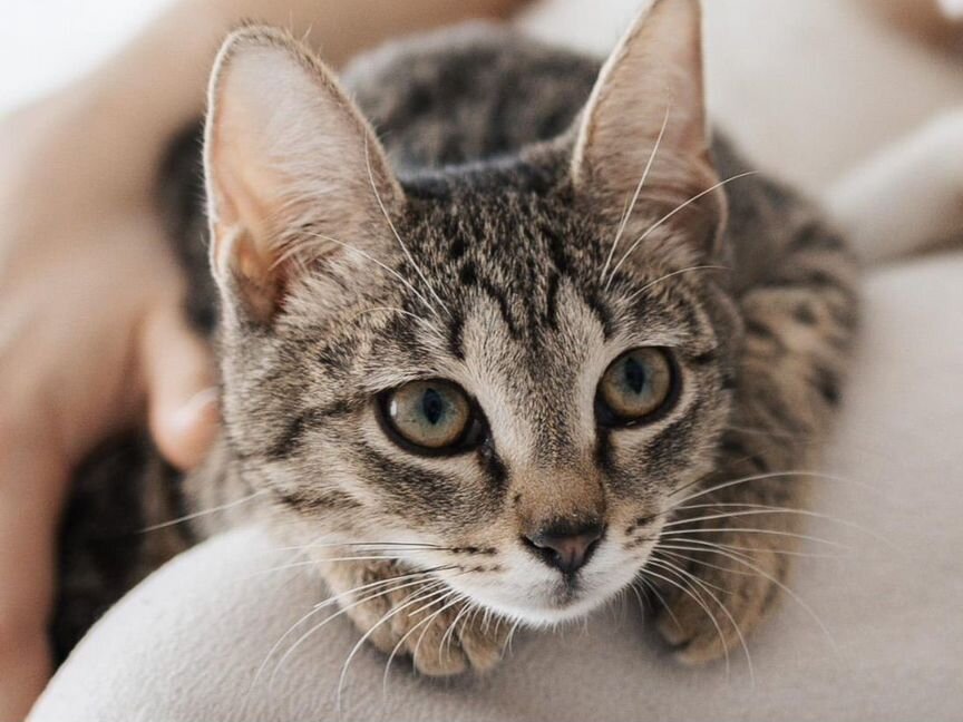 Кошка в надежные руки, Герда ищет дом