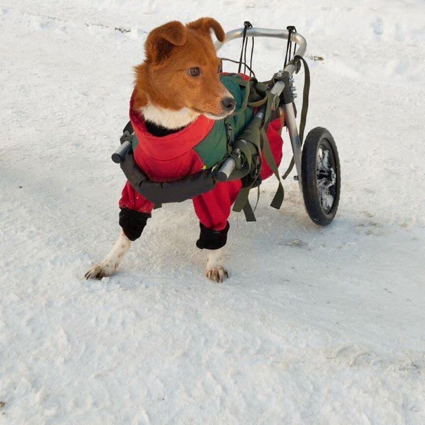 Персик ищет дом