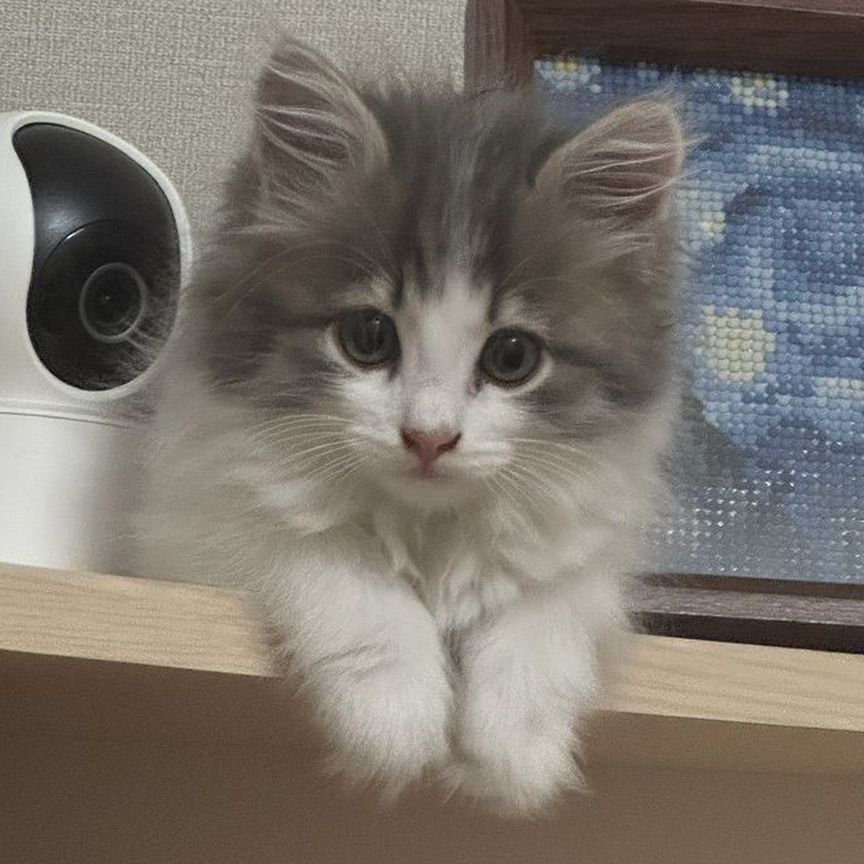 Котёнок в добрые руки