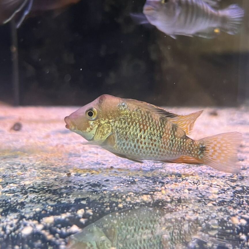 Геофагус Штайндахнера/Geophagus steindachneri