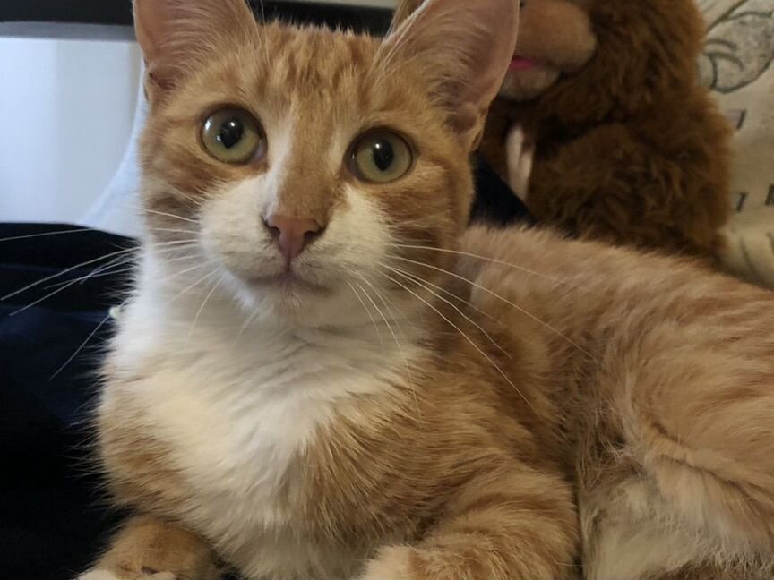 Котенок в добрые руки бесплатно