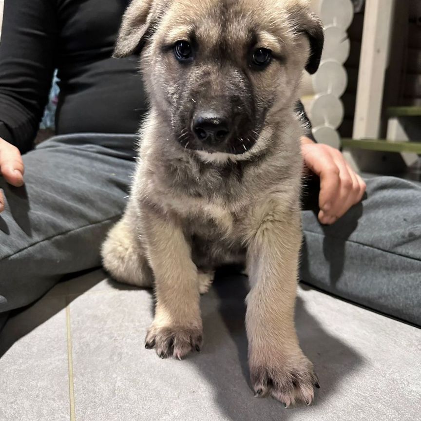 Отдам щенков в добрые руки. Возраст 1 месяц