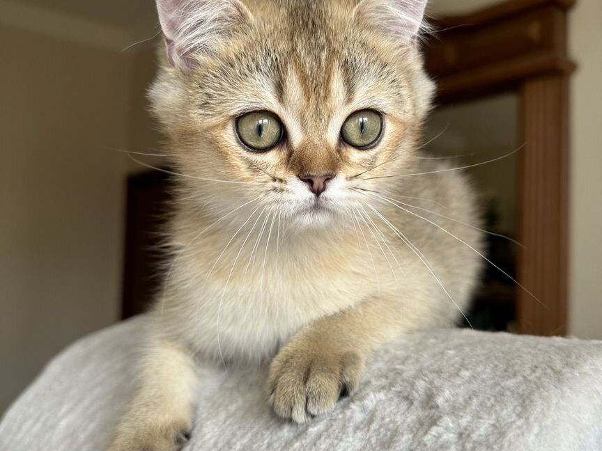 Шотландские золотые котята