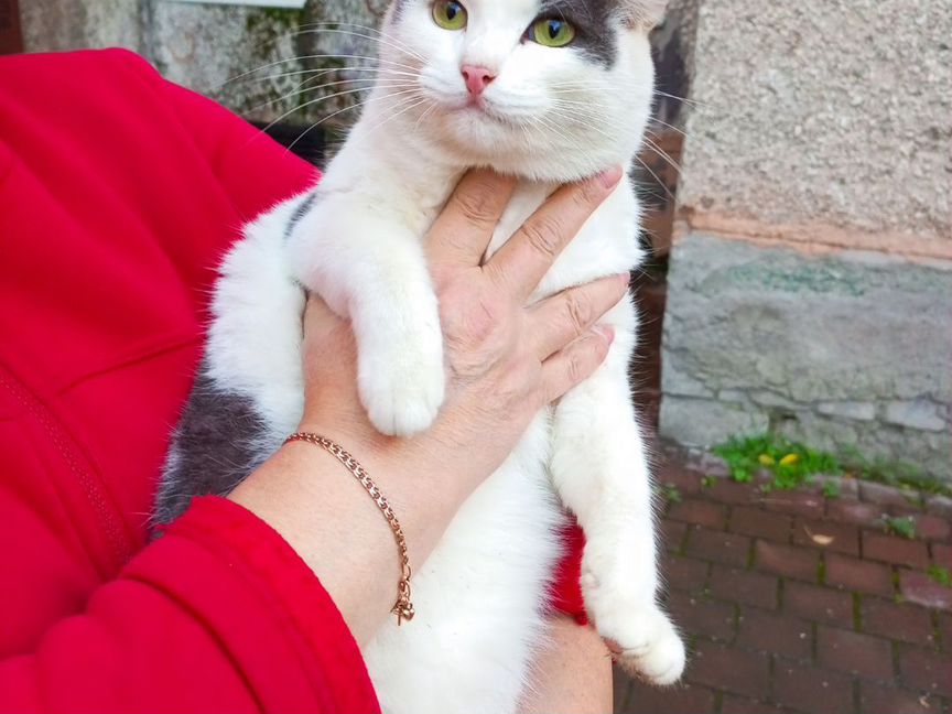 Котик