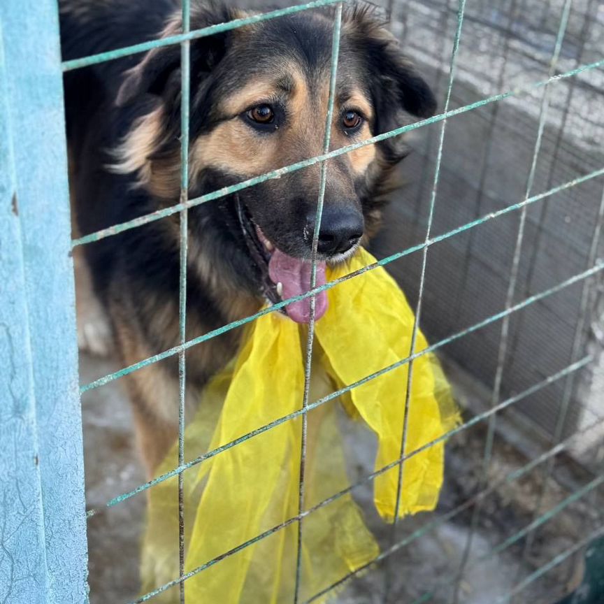 Взрослая собака в добрые руки