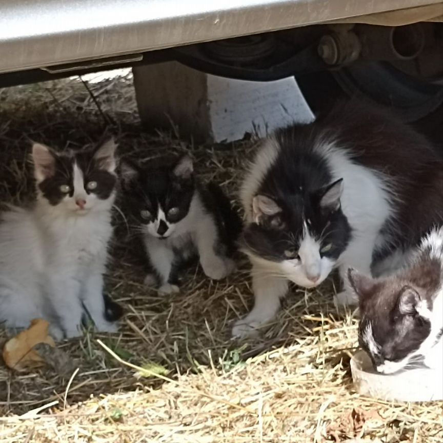 Котята в добрые руки