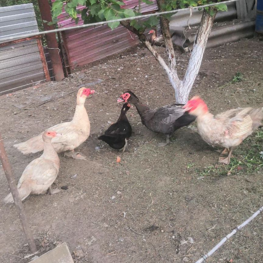 Утки мускусные