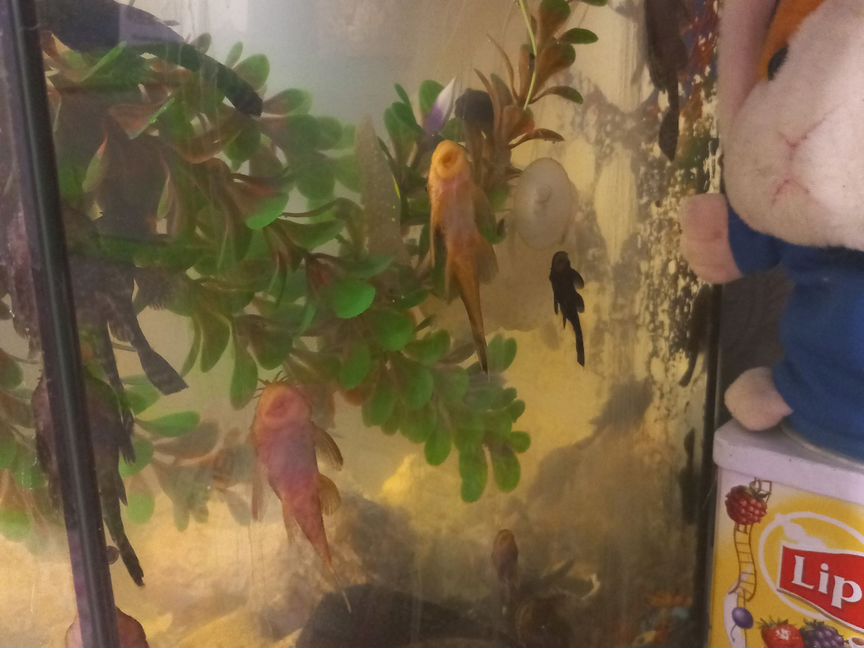 Продам сомов анцитрусов