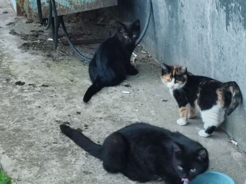 Трехцветный и черный котята ищут дом