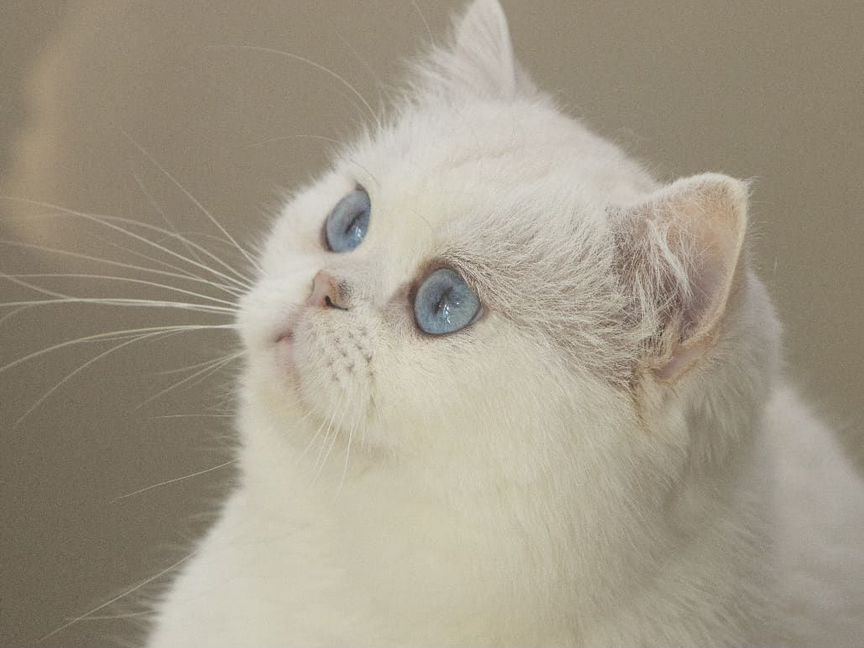 Британский кот с голубыми глазами