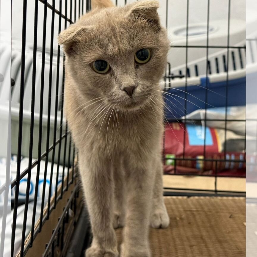 Взрослая, Девочка кошка в добрые руки