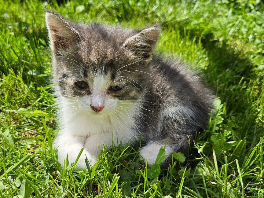 Котёнок девочка почти 2 месяца