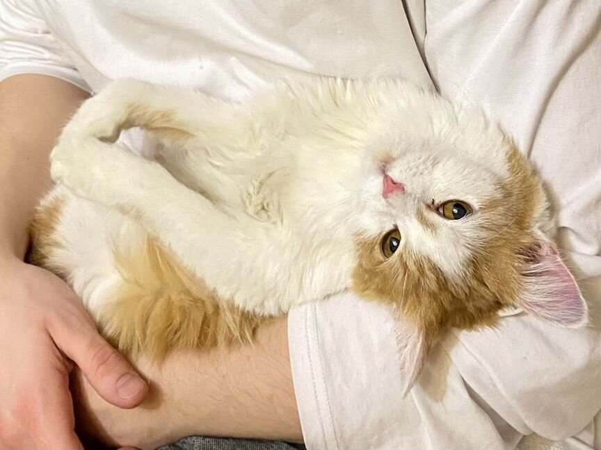 Кошка в дар. Девочка. Возраст до года