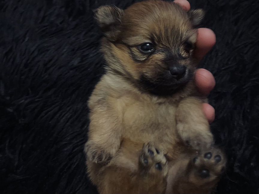 Щенки смешанных пород